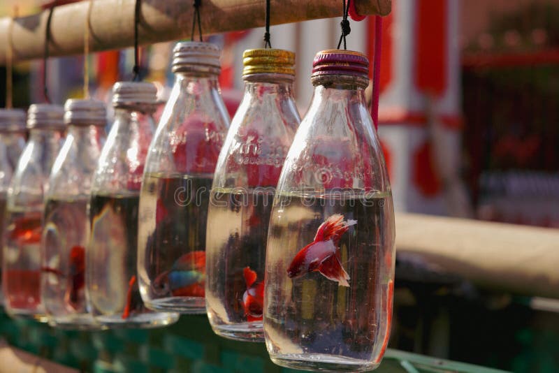 Colourful Fish in the Bottles Stock Photo - Image of fish, glass: 264671958