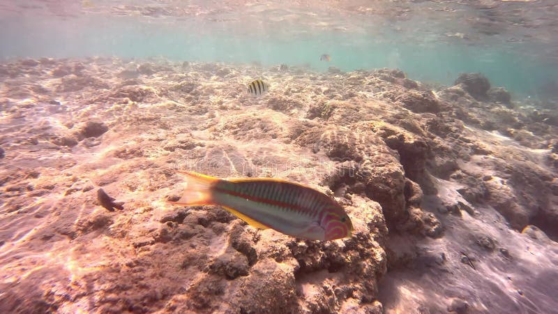 Colourful Fish Exploring Vibrant Coral Reefs in Clear Ocean Waters ...