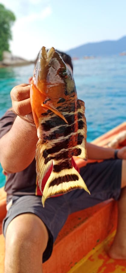 Colourful fish orange stock photo. Image of orange, colourful - 152290418