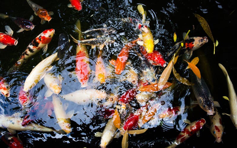 Colourful fish in pool stock photo. Image of fancy, color - 96884398