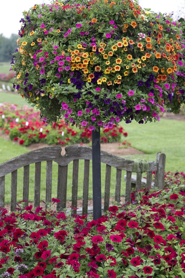 Colourful Flower Basket Tree Stock Photo - Image of lawn, petunia: 58321386