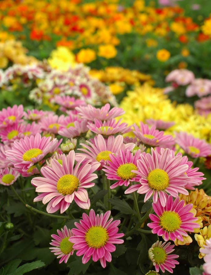Colourful flower field stock photo. Image of beautiful - 10662240