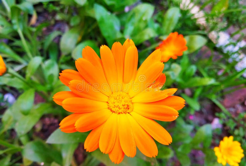 Naturel Okid Flower in Sri Lanka Stock Photo - Image of blue, lanka ...