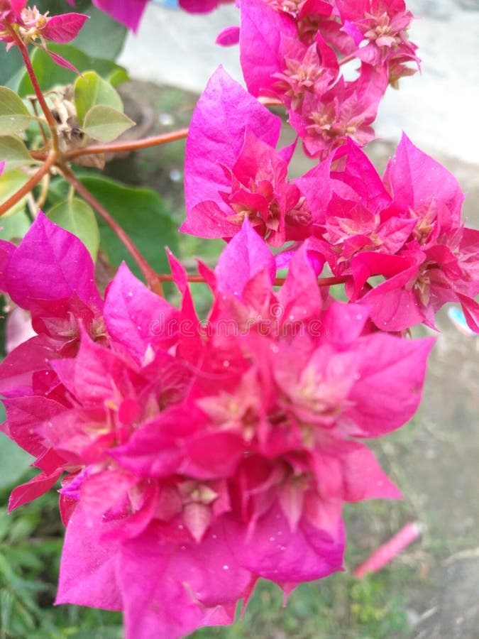 Colourful Flower Writing in Tree so Prrity Stock Photo - Image of ...