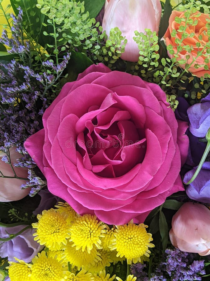 Colourful Flowers, Rose, Tulip Stock Photo - Image of purple, petal ...