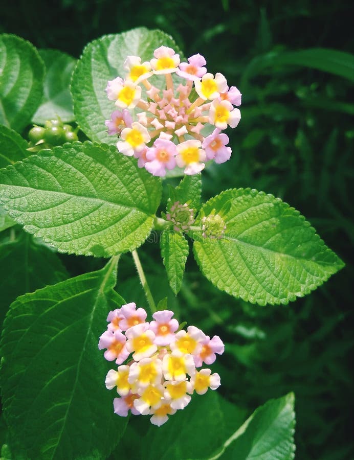 Various Multiple Coloured Small Flowers Stock Photos - Free & Royalty ...