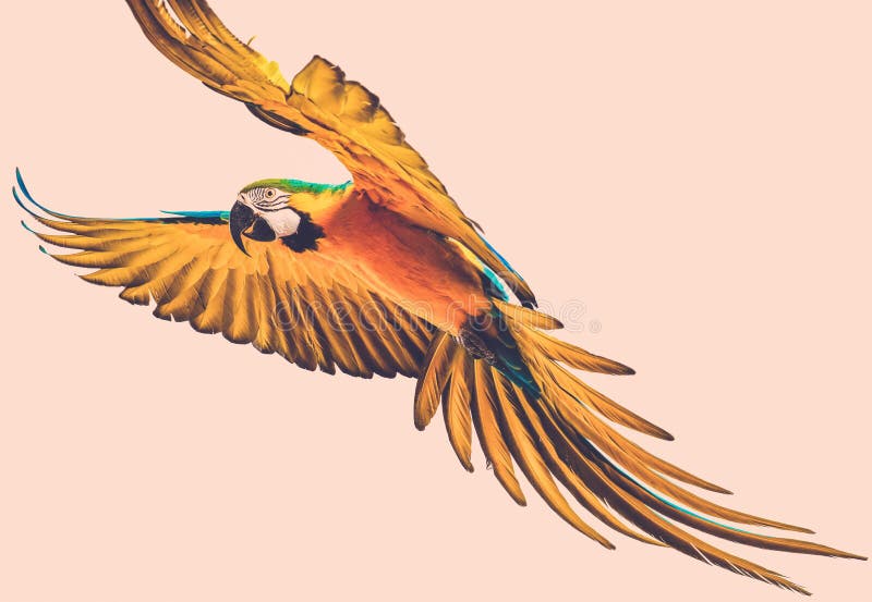 Colourful flying parrot stock photo. Image of nature - 47984942