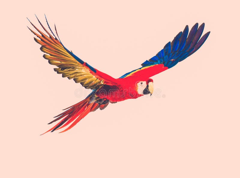 Colourful flying parrot stock photo. Image of toned, animal - 47984982