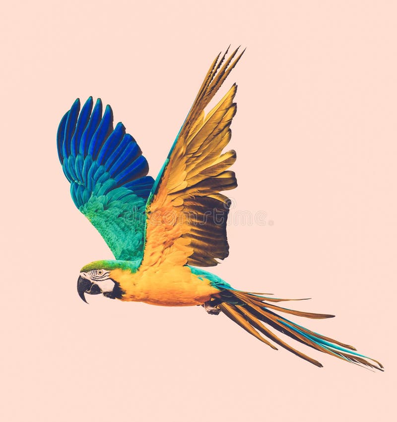 Colourful flying parrot stock image. Image of flying - 46753603