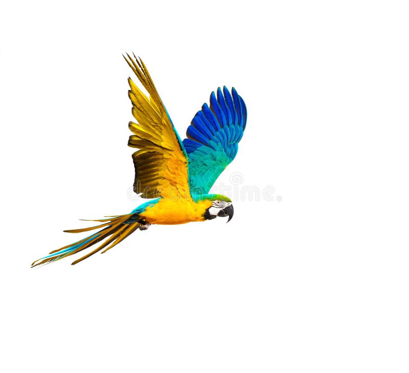 Colourful flying parrot stock image. Image of feather - 46753653