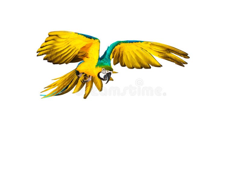Colourful flying parrot stock photo. Image of colour - 46754130