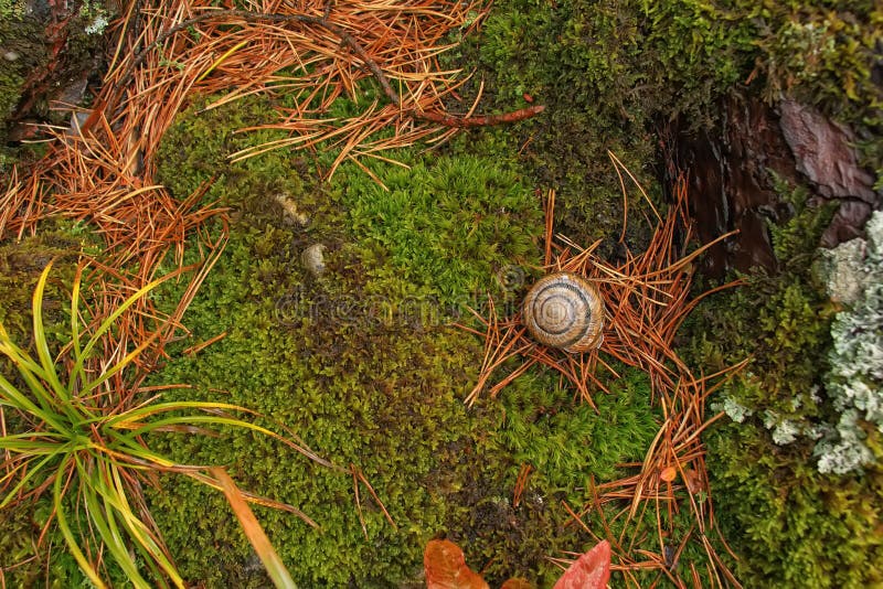 Colourful forest carpet stock image. Image of macro, green - 62946503
