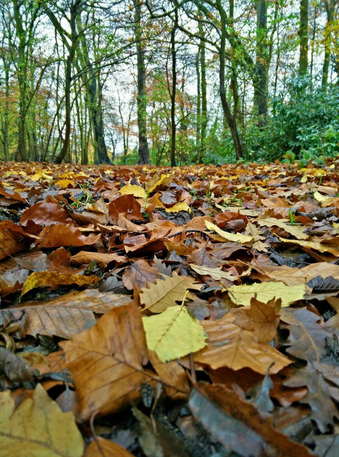 Colourful Forest Floor stock image. Image of floor, leave - 47912245