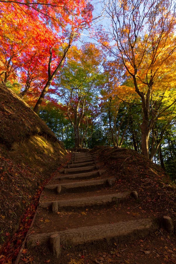Colourful Forest of Korankei in Japan Stock Photo - Image of asia, leaf ...