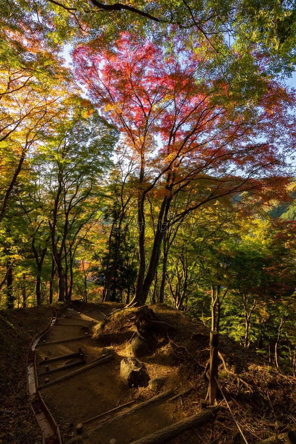 Colourful Forest of Korankei in Japan Stock Image - Image of nature ...