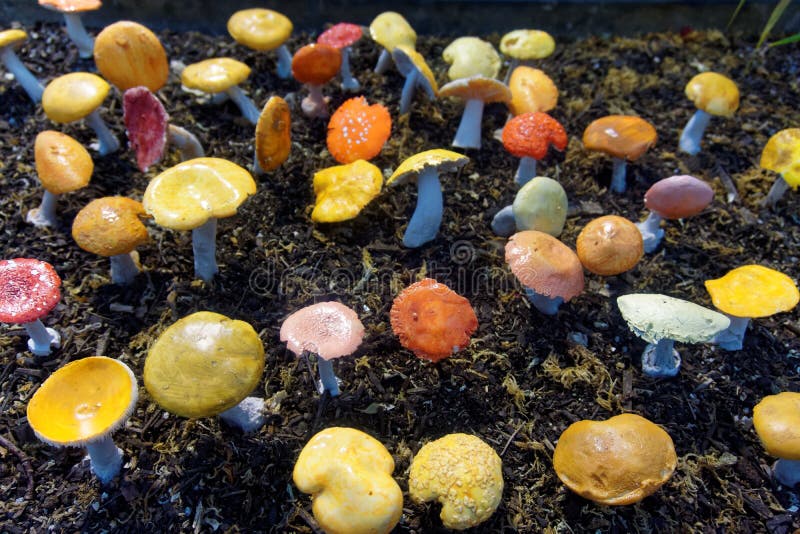 Colourful Fungi stock image. Image of nature, colours - 87389597