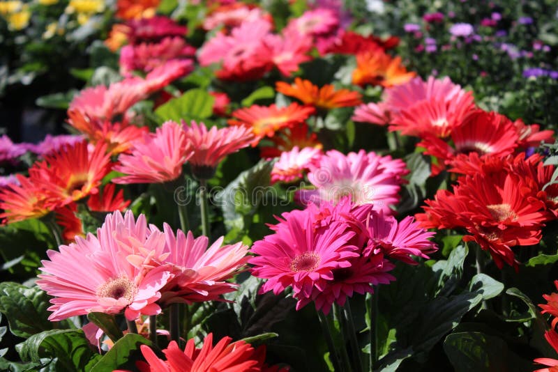 Colourful Gerbera in the Garden Stock Image - Image of blooming, garden ...