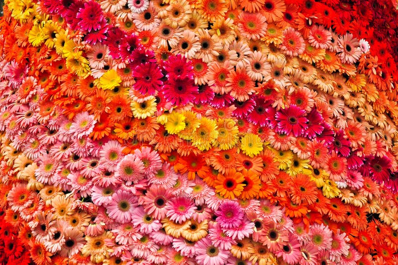 Colourful Gerberas Background Stock Photo - Image of close, fresh: 22578844
