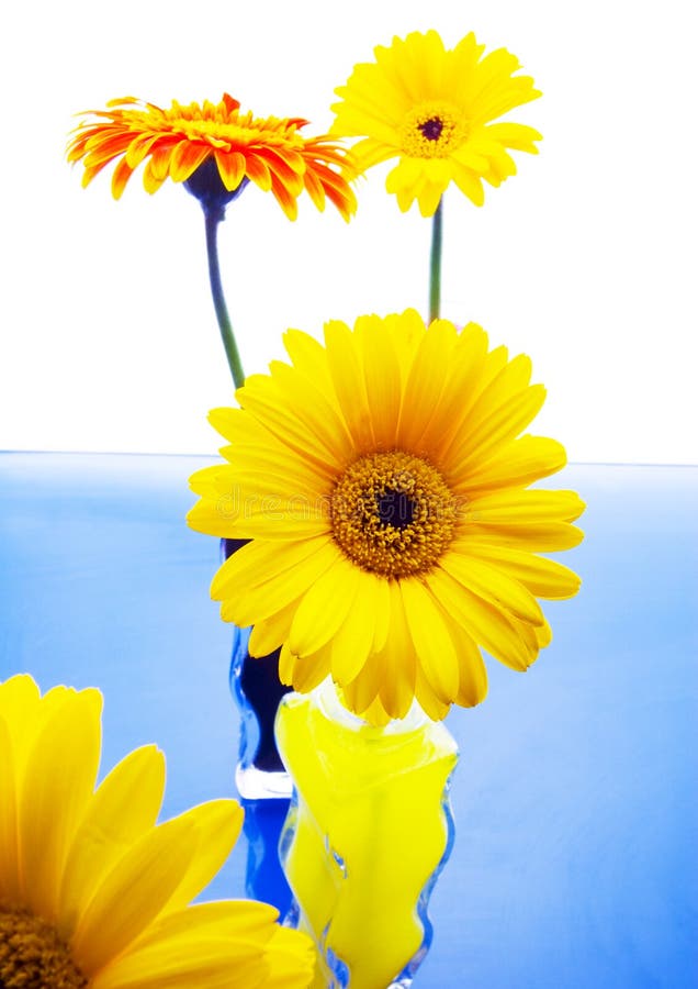 Colourful gerbers stock photo. Image of colourful, drops - 1987718