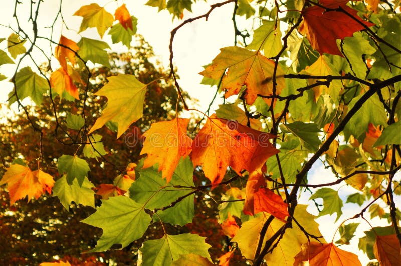Colourful Golden Leaves in Autumn. Stock Image - Image of vibrant ...