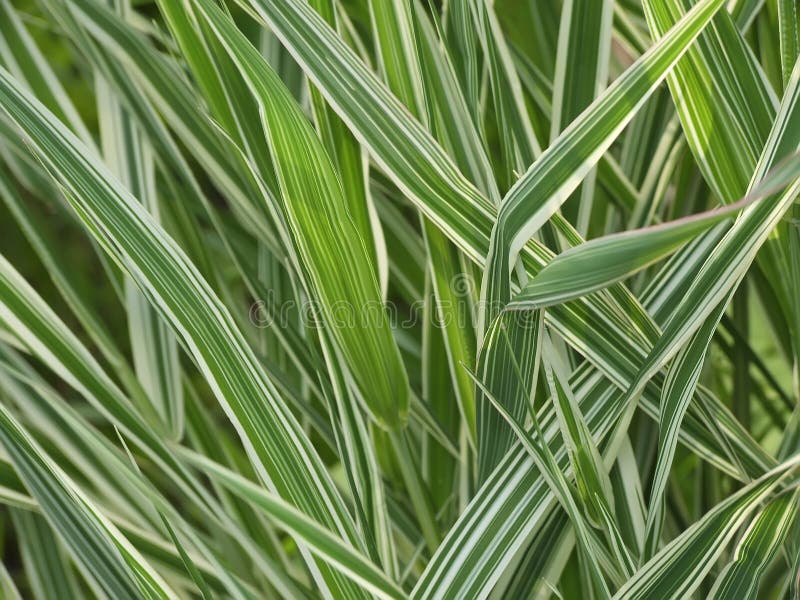 Colourful Grass stock photo. Image of garden, decorative - 13024768