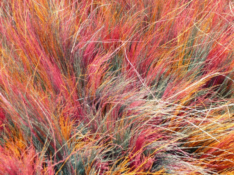 Tambo stock image. Image of colourful, brushes, abstract - 119217253