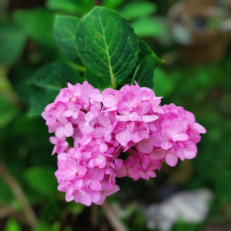 Colourful Hydrangea Macrophylla Flowers Plants Stock Image - Image of ...