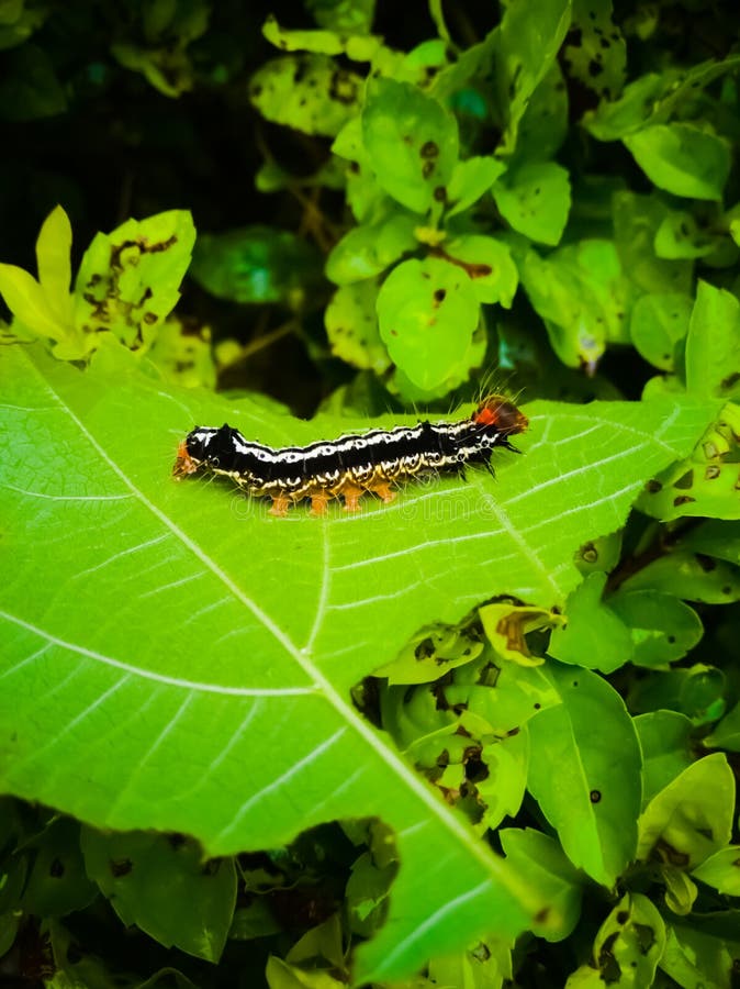 A Colourful Insect on a Leaf Different Leaves Around There Stock Image ...