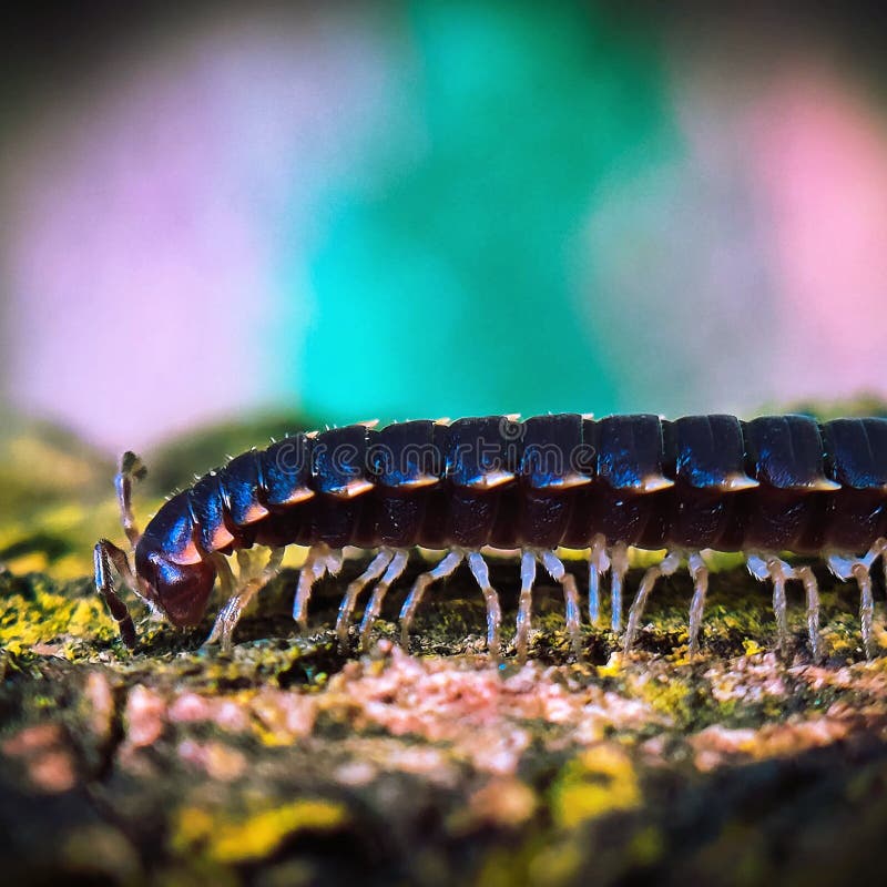 Nature and Beautiful and Colourful Insects Stock Photo - Image of ...