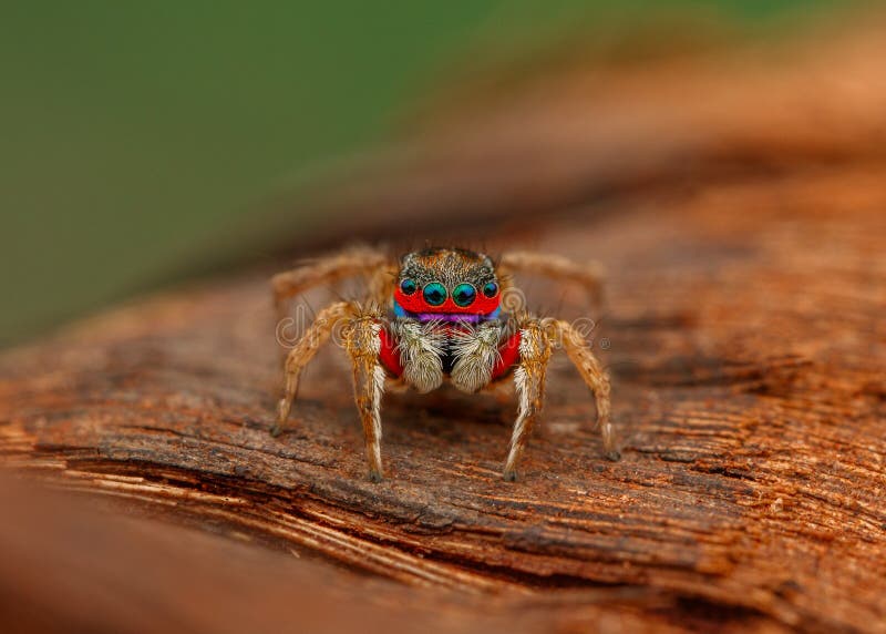 Colourful Jumper spider stock photo. Image of jumping - 297523180