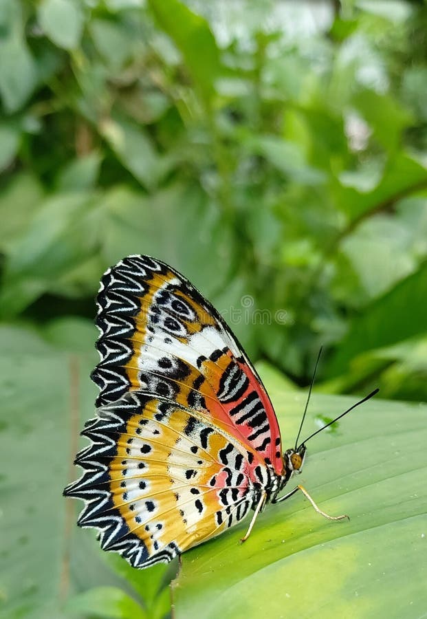 Colourful Lacewing Tropical Butterfly on a Leaf Stock Image - Image of ...