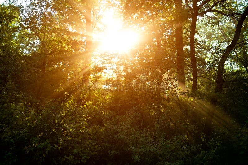 Colourful Landscape of Sunlight through Forest Trees Stock Image ...