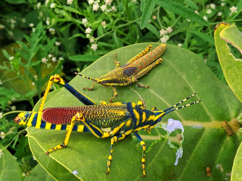 Colourful Leaf Eating Grasshopper Stock Image - Image of grasshopper ...