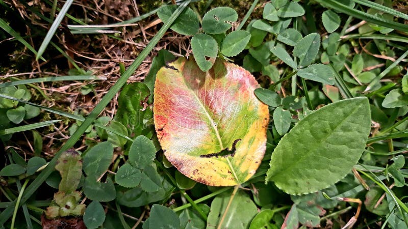 Colourful First Nations Totem Poles, Vancouver, BC, Canada Stock Photo ...
