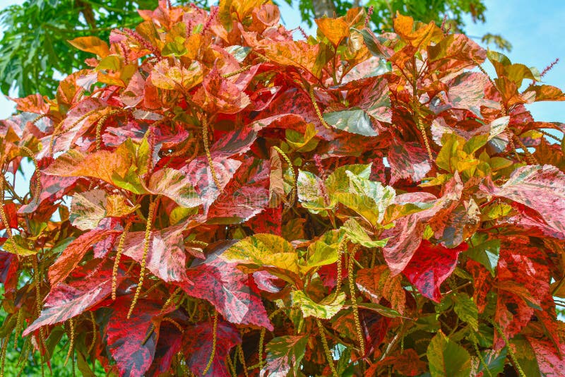 Colourful Leaf & Long Flower Design Tree. Stock Photo - Image of ...