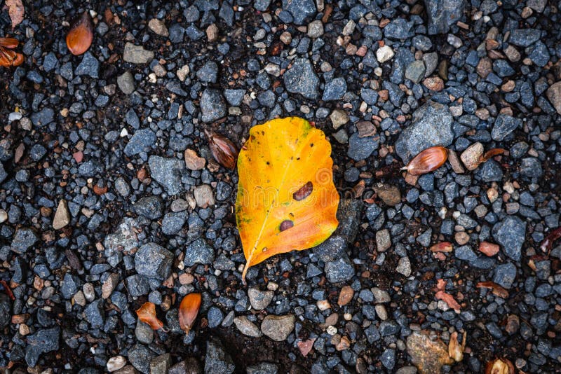 Leaf at stones stock photo. Image of castle, heaven - 138684254