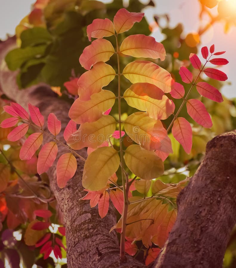 Colourful Leaflets,red Leaf,new Foliage,leaf on a Tree Stock Image ...