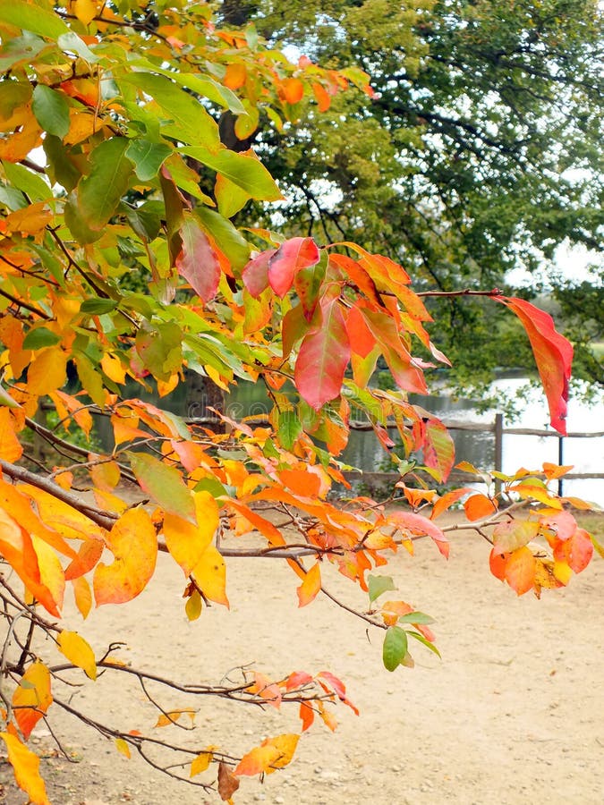 Colourful leaves in autumn stock image. Image of background - 90613329
