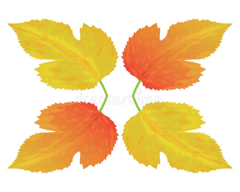 Colourful Leaves on White Background Stock Vector - Illustration of ...
