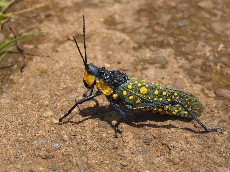 Locust On A Colourful Natural Blur Background Stock Image - Image of ...