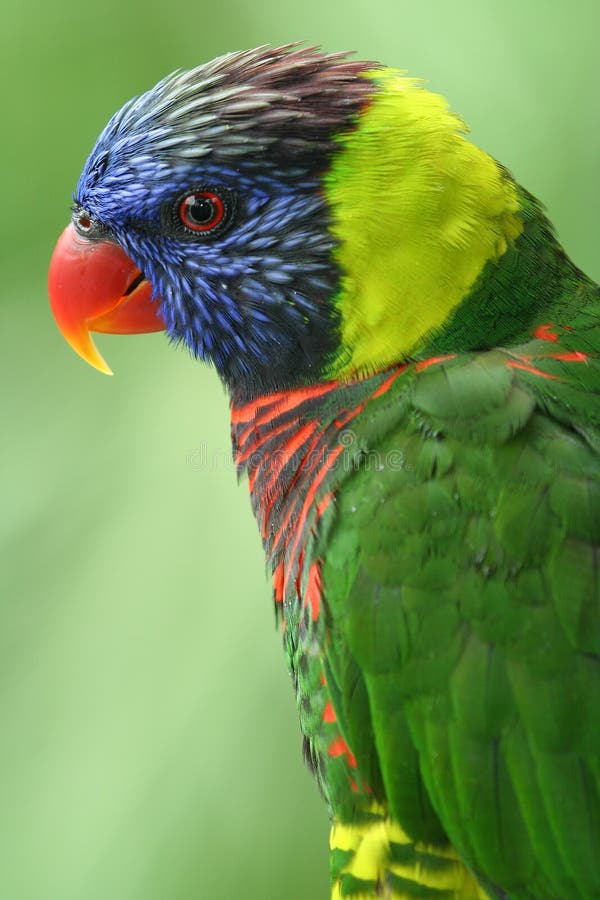 Colourful Lory stock image. Image of park, lory, animal - 691983
