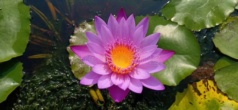 Colourful Lotus Flower in Water Stock Photo - Image of petel, colourful ...
