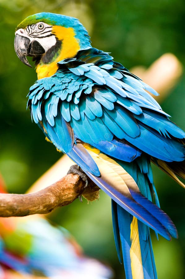 A Colourful Macaw in the Wild Stock Image - Image of colorful, noisy ...