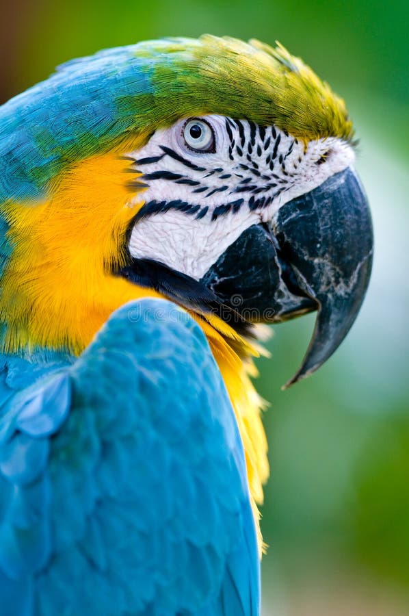 A Colourful Macaw in the Wild Stock Photo - Image of inquisitive ...