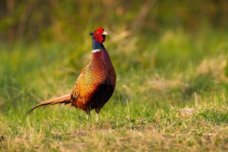 Common Pheasant Flying in the Air Isolated on White Background Stock ...