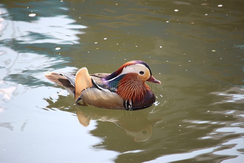 Aviator Duck Stock Photos - Free & Royalty-Free Stock Photos from ...