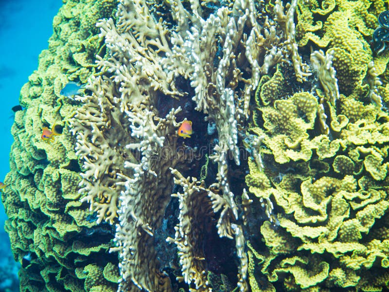 Colourful Marine Life in Red Sea, Egypt, Dahab. Stock Photo - Image of ...