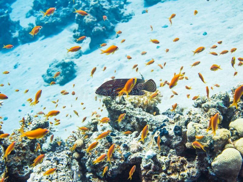 Colourful Marine Life in Red Sea, Egypt, Dahab. Stock Photo - Image of ...