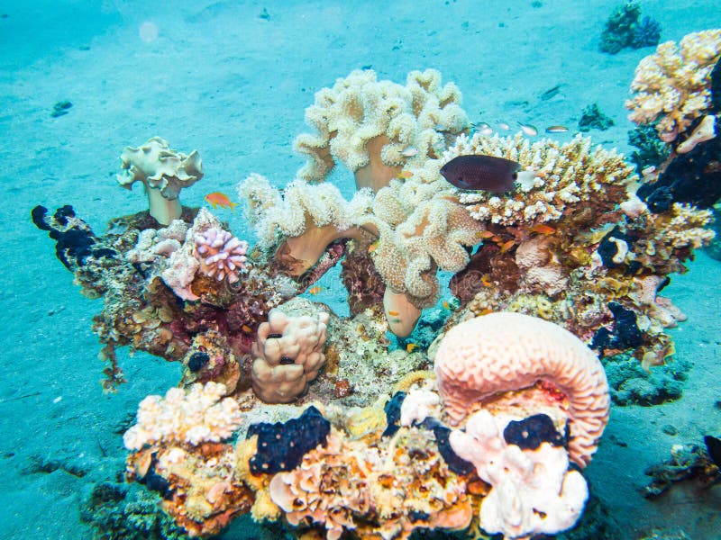 Colourful Marine Life in Red Sea, Egypt, Dahab. Stock Photo - Image of ...