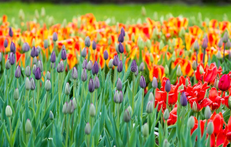 Tulips Meadow in Rotterdam Park, the Netherlands Stock Image - Image of ...